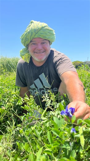Butterfly pea - Krishnamckenzie 🌱 creating change with people food and music , for more information - www.krishnamckenzie.com / check bio link ..! . . . #krishnamckenzie #permaculture #agriculture #horticulture #floriculture #apiculture #flower #fruits #plants #flora #soil #savesoil #savewater #savegreen #gogreen #earth #motherearth #organicfarming #naturalfarming #vegitable #veggies #edibleweeds #medicinalplants #landscaping #foodforest #nature #pollination #composting..! | Krishna Mckenzie