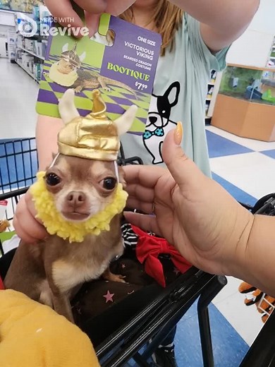 Meet Tinker the Chihuahua: The Real OG Dog of TikTok