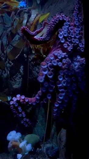 Why Octopuses are the Ocean's MVPs 🌊🐙 Discover Their Secrets #OceanMysteries #OctopusFacts