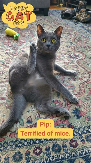 3K views · 57 reactions | It's National Cat Day  These are our library cats, enjoy! | Kaukauna Public Library | Facebook