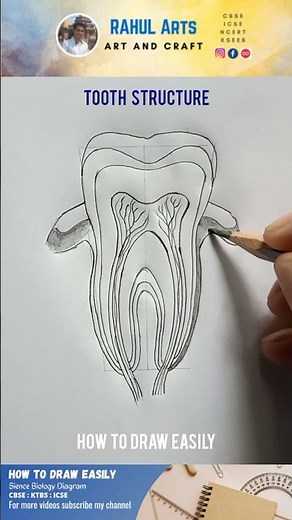 How to Draw Structure of a Tooth #ToothStructure #shorts #biologydiagram