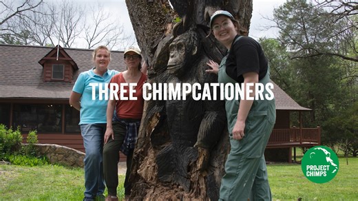 1.3K views · 25 reactions | #Chimpcation at Project Chimps was this past week. Watch a recap of the experience from one of our chimpcationers and learn how you can sign up for such an experience in the Fall here: https://projectchimps.org/chimpcation/ FULL VIDEO HERE: https://youtu.be/nAkFWZkFNzY #animals || #animalsanctuary || #communityservice || Visit Blue Ridge GA || #blueridgega | Project Chimps | Facebook
