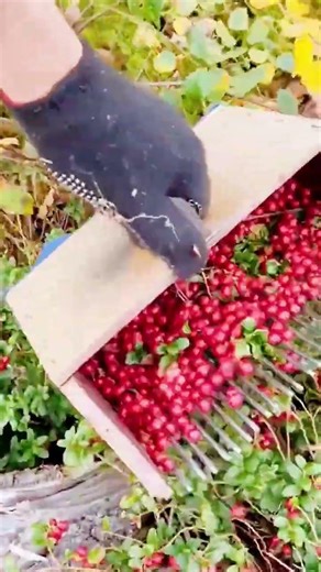 Oddly Satisfying Berry Picking Tool in Action #shorts