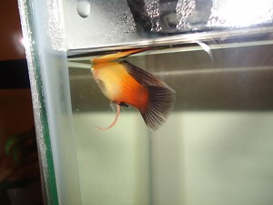 What color is healthy fish poop? [2025] | QAQooking.wiki