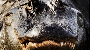 Crocodile, alligators battle (for sunning space) on Florida golf course
