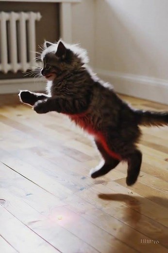 Adorable Cat Chasing Laser 😻 You’ll Laugh & Smile