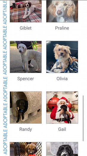All of these pups are ADOPTABLE NOW & ready to be warm and cozy in their new forever homes in time for the holidays ❤️ We currently have 20 dogs in our foster homes & the best way to ensure we can take in more, is to get these pups adopted & CLEAR OUR FOSTER HOMES! If you have been waiting, now is the time ❤️ Visit tinyntallrescue.com to find your newest family member today! #adoptable #adoptdontshop #fosteringsaveslives #rescuedogsofinstagram #rescuedismyfavoritebreed #rescuedog | Tiny N Tall R
