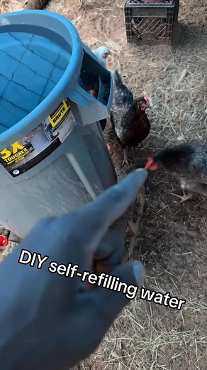 Who said you suppose Constantly refill your chicken's water ! 🐣💧 Check out this DIY self-filling system and let your lil thighs 🍗hydrate themselves. Who knew chickens could be so self-sufficient? 😂 #ChickenHack #DIYDays #FarmFunnies #chickencoop #November #HandsOnLearning #selfsufficient #chickencoopdesign #simplelife #essentials | Jesus King McCoy