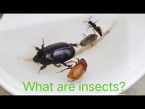 What are insects? Insect Facts animal