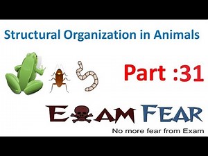 Biology Structural Organization Animals part 31 (cockroach: Circulatory System) CBSE class 11 XI