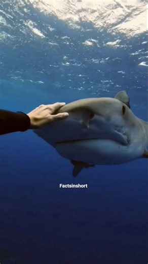 Do This In Front Of🦈 Shark ,But Why⁉️🤯😱#shorts #ytshorts #youtubeshorts #Facts #Factsinshort #shark