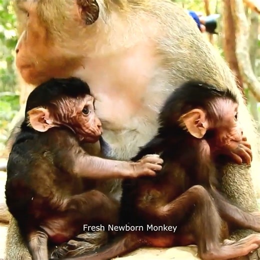 Fresh Newborn Monkey on Reels