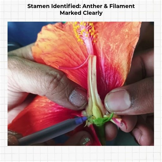 Topic: Reproductive Parts of a Flower – Grade 10 Science