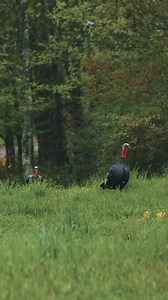 Greener pastures….. #roguehunts #turkeyseason #turkeyhunting #wildturkey | Rogue Hunts