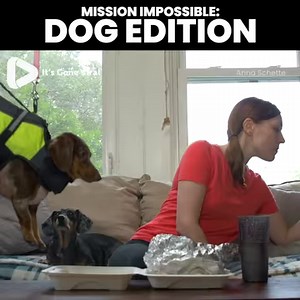 The sneakiest dog in the world 😂😎 | IGV