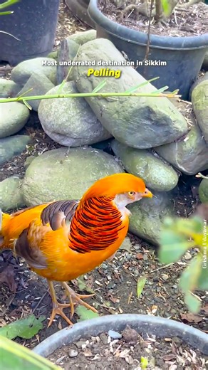 Sikkim's underrated place - Pelling