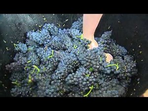 Previewing grape stomp competition at Hawks View Cellars