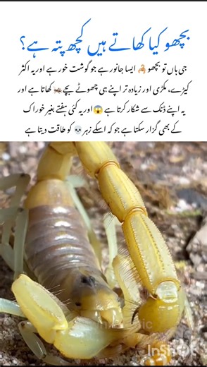 What Do Scorpions Eat amazing wildlife animal #scorpion #naturefacts #wildlife #nature #shorts