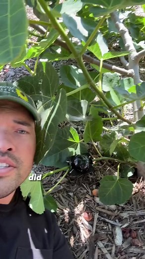 If you have trees that you want more of, air layering is by far the best method. It just requires some patience! #foryou #foryoupage #fypシ #fyp #reels #reelsviral #reelsfb #garden #nature #flowers #gardening #plants #flower #photography #naturephotography #green #love #gardenlife #summer #gardendesign #jardin #garten #beautiful #landscape #spring #photooftheday #plant #flowerstagram #gardeninspiration #home | My Backyard Gardening