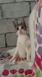 14 shares | Caso externo Esta hermosa gatita de 7 meses esterilizada Fue rescatada para esterilizar y tratar de buscar hogar responsable urgentemente De lo contrario será devuelta a la colonia (en laa al calle) Donde hay muchísimos peligros 梁 Si alguien desea adoptarla y más información Escribir al 098 613 5707  | Adopción Animal Guayaquil - AG | Facebook