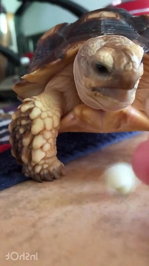 et in my belly…#tortoise #sulcatatortoise #awww #reptile #turtle #reptiles #tortoises #sulcata #nomnomnom | TurtleNest Diaries