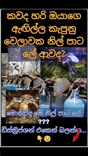 නිල් පාට ලේ ???? 😕😕😕