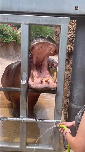 Hippo's Eating Food 😮