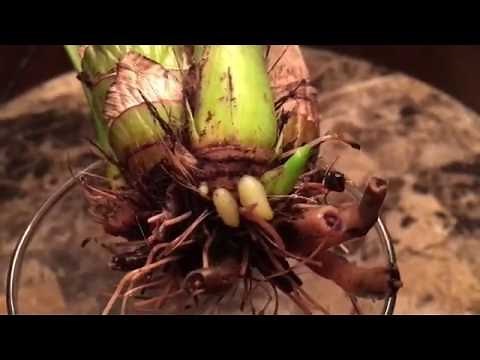 Orchid Update - How To Save Cymbidium With Root Rot