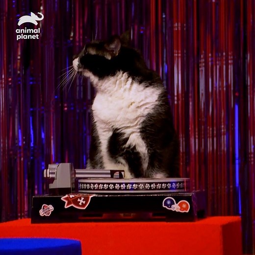 A lot of practice goes into putting on a good set for the Kitty Halftime Show. See DJ Master Scratch practice the beat-dropping set that's sure to get all the kittens on their feet and don't miss his performance during #PuppyBowl! 🐱 🎧 🎶 | Animal Planet