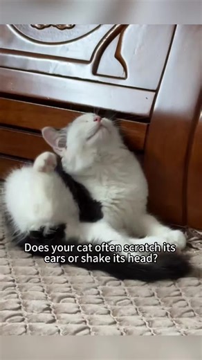 #cathealth #tiktokmademebuyit #catsoftiktok #catmom #catlovers #cats #earmites