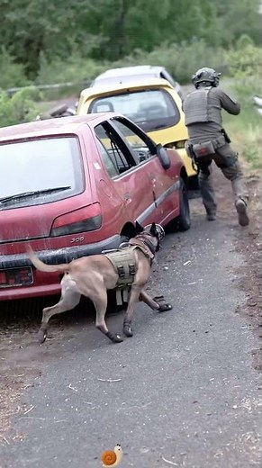 🐾 K9 & Commando — Perfect Training Sync!#k9drills #dogbehavior #protector