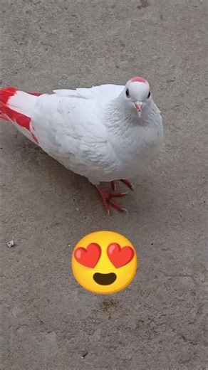 Khubsurat to mai bahut hu 😍#minivlog #ytshorts