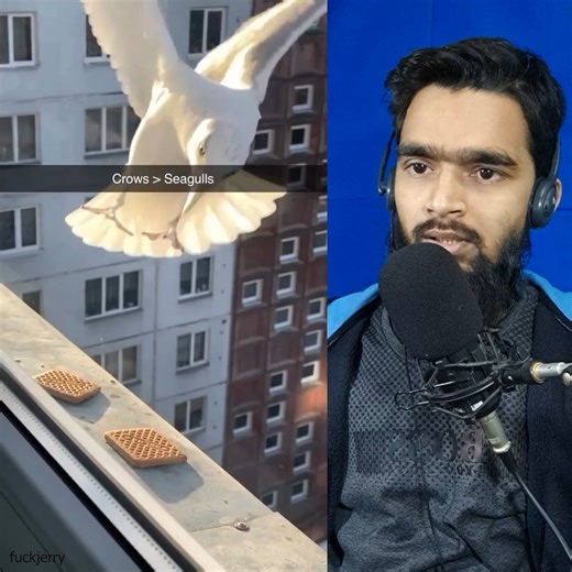 Crow vs Seagulls #amazing #funny #trend #virals #shorts #viralvideo #viralreels #reel | 𝗗𝗼𝘁𝗗𝗼𝗿𝗗𝗲𝗲