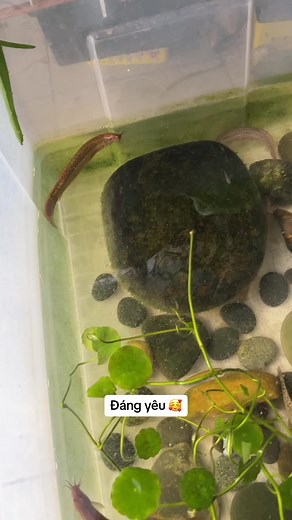 Dành thời gian cho ăn, chăm sóc thì thú cưng của bạn sẽ quấn chủ thôi. Điển hình là bé chạch này #cacanh #cachach #fish #freshwater #fishkeeping #casuoi #biotope #cá #nuoica #casuoitaybac #aquarium #pet