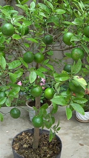6.7K views · 71 reactions | How I Grow Lemon and Longan Trees Easily I planted lemon and longan trees together using a simple method. The plants grew strong, healthy, and productive with minimal effort. Perfect for anyone who wants fresh fruits at home. #gardeningtips #fruitgarden #homegarden #lemon #longan #growwithme #diygardening | H&H Gardening Tips | Facebook