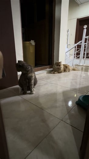 eey my fur babies❤️❤️😍😍 #shortvideo #matercat #cuteanimal #subscribe #kitten #cutecat #cute