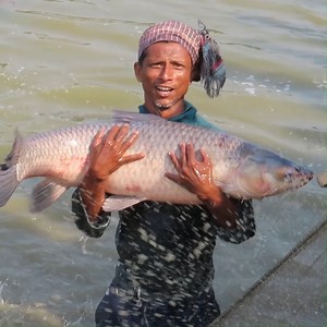 3M views · 22K reactions | Best Net Fishing | Huge Monster fish playing into the long net A huge amount of big Carp, Catla, Rohu fish playing into the long net. Every people love big fish. So when they see the big fish in the net then they play to catch the fish and feel a very enjoyable moment. In this video, I believe you are also getting some fun fishing moments. Thank you! #NetFishing #monsterfishing #bigcarp | Bangladesh Angling Forum | Facebook