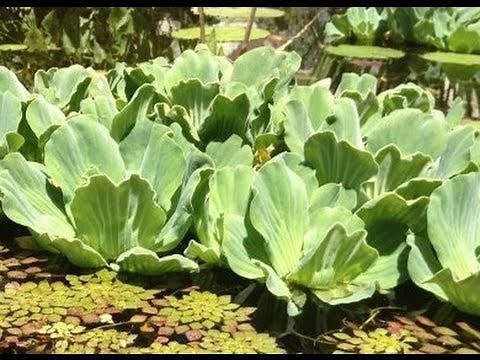 Water Lettuce Turtle Food and Care