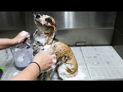 Cute Cockapoo Has A Spa Day! Full Groom - Dog Grooming.
