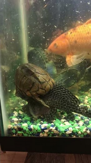 Rodeo Turtle Rides Fish || ViralHog