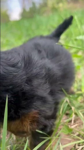 Super Cute Tri Colored Pomapoo Puppy