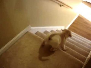 2 yr old lab teaching 8 week old lab to walk downstairs