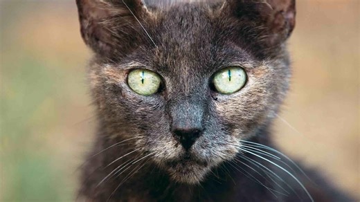 Your Cat’s Secret Life (as a Deadly Predator) | Human Footprint