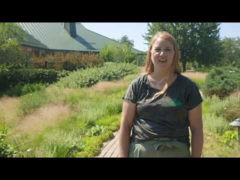 Full Sun Matrix Plant Combo