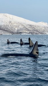 3M views · 76K reactions | #orcapod displaying their impressive #dorsalfins | Orca Channel | Facebook