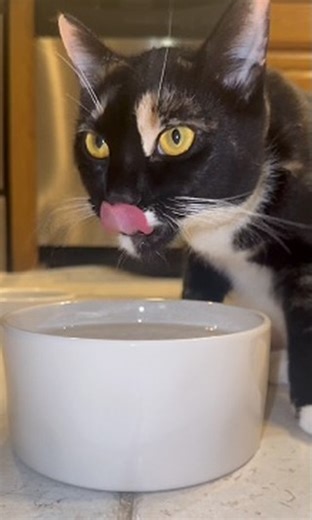 343K views · 538 reactions |  Is your cat drinking TOO much water?  Check out our blog for tips on how to track their intake, signs it could be serious, and when it’s time to call your local VEG ER for Pets for emergency care.  Stay informed and keep your furry friend healthy!  | VEG ER for Pets | Facebook