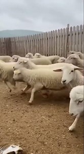 Nature's Mayhem: Wolf, Sheep, and Bees