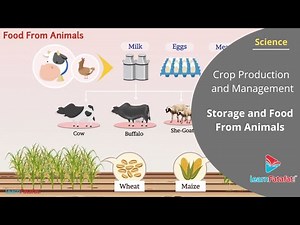 Crop Production and Management Class 8 Science - Storage and Food From Animals