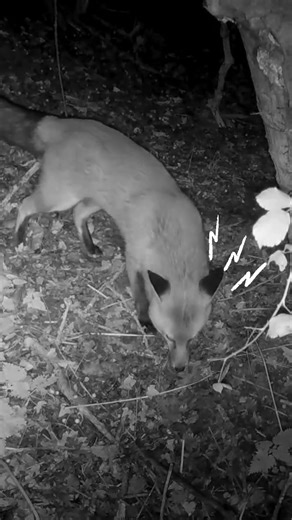 Sound on! It's noisy fox season. 🔊 January is fox mating season, so you may hear the (sometimes concerning!) sound of a fox crying in the night, their most startling call sounds a lot like a person screaming, it is however only a female fox (or ‘vixen’) letting a male (or ‘dog’) fox know that she is ready to mate! 😱 Did you know? Foxes have a repertoire of around 28 different, subtle sounds that they use to communicate with each other. As well as their well-known triple box ('hup-hup-hup’), ma