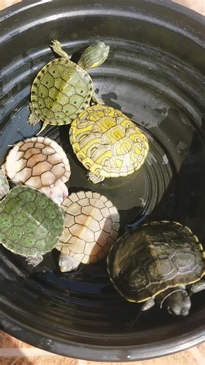 เต่าน้ำ เต่าญี่ปุ่น บน TikTok